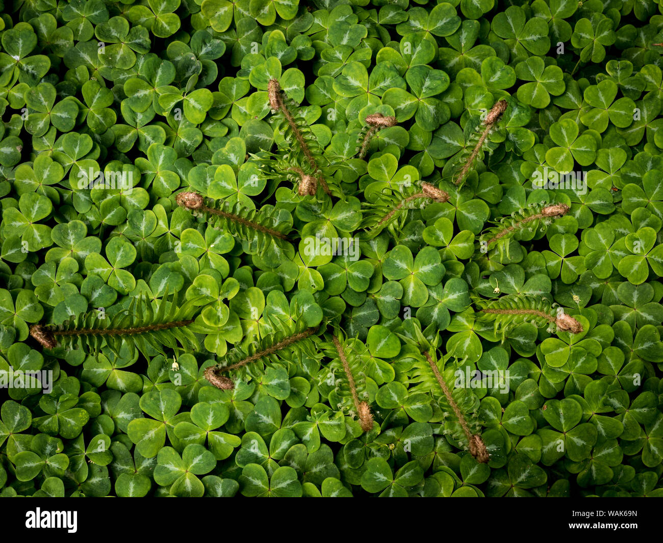 Galleria spada Stockfotos und -bilder Kaufen - Alamy