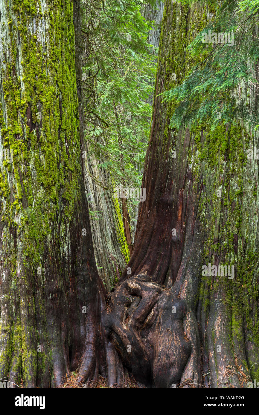 Westliche rote zedern -Fotos und -Bildmaterial in hoher Auflösung – Alamy