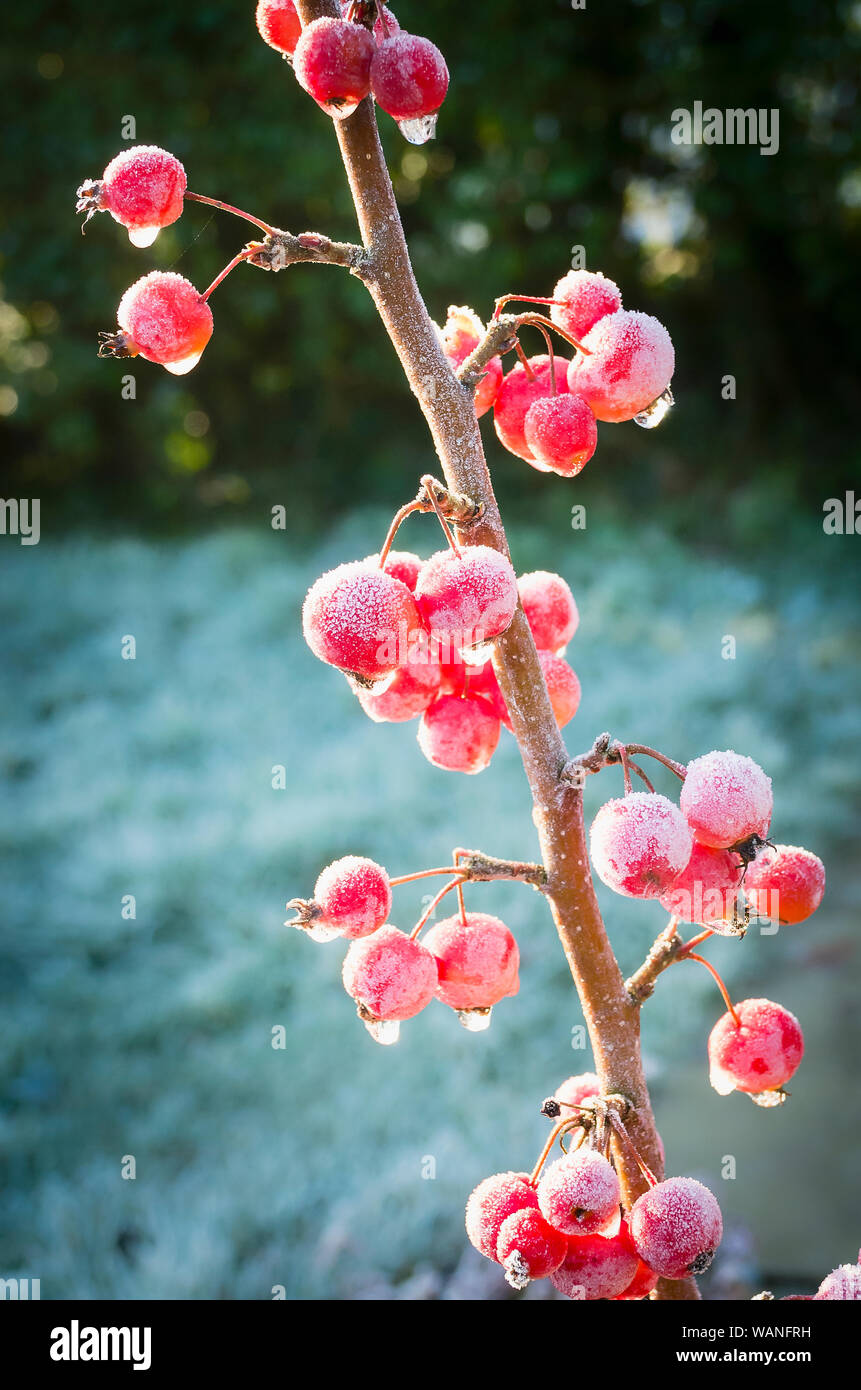 Rot matt Obst von Malus x robusta Red Sentinel im Winter in England ...