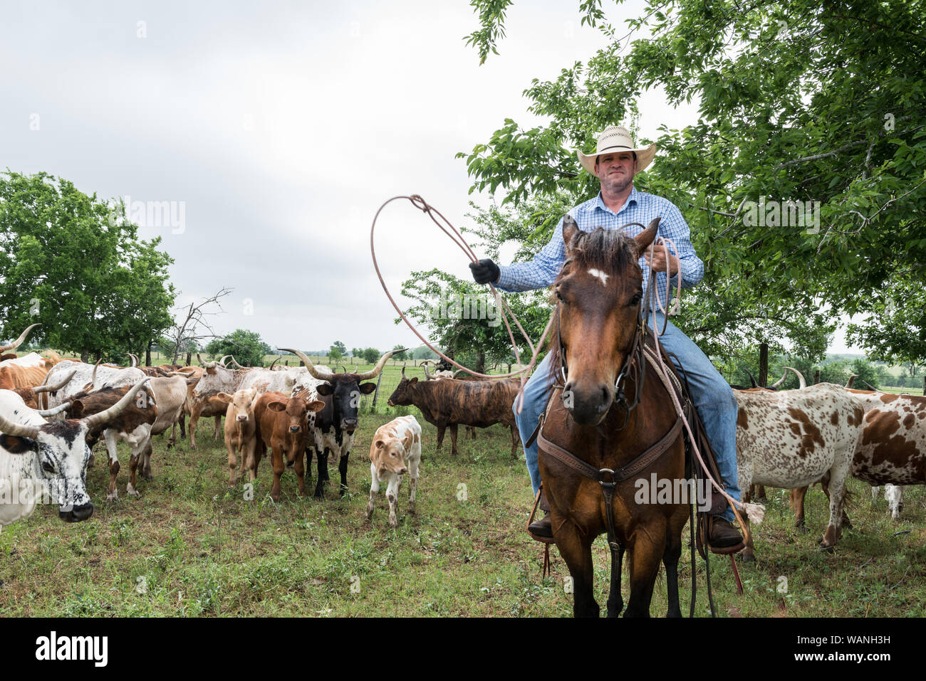 Cowhand Craig Bauer, auf seinem Pferd, Spaghetti, inmitten der Longhorn ...