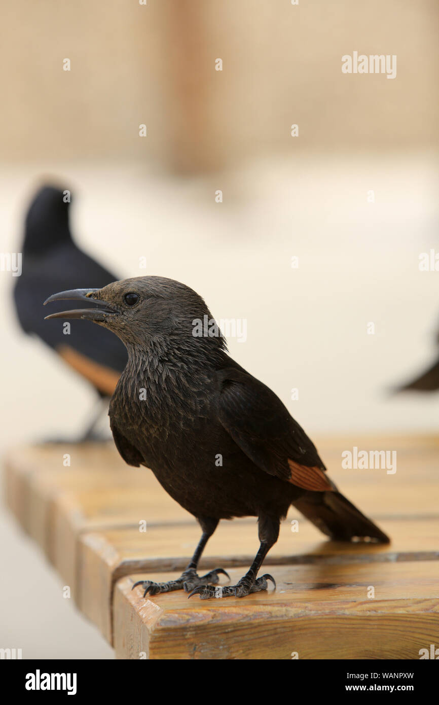 Merle noir -Fotos und -Bildmaterial in hoher Auflösung – Alamy