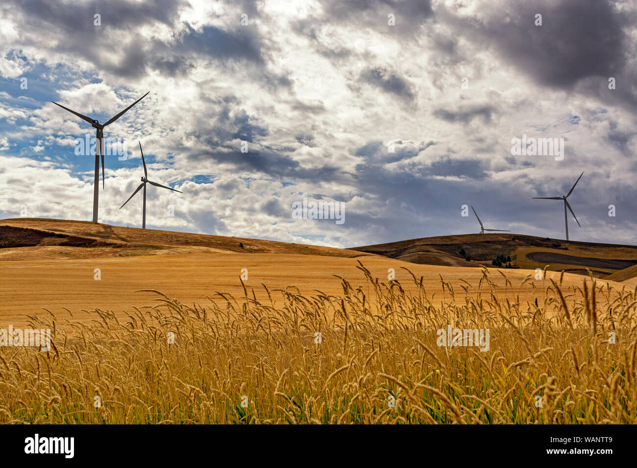 Palouse weizenfelder -Fotos und -Bildmaterial in hoher Auflösung – Alamy