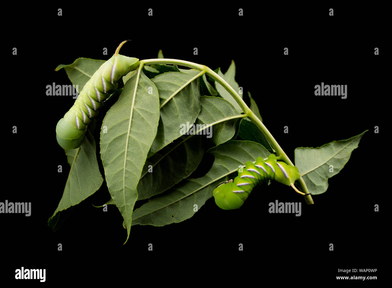 Esche blätter -Fotos und -Bildmaterial in hoher Auflösung – Alamy