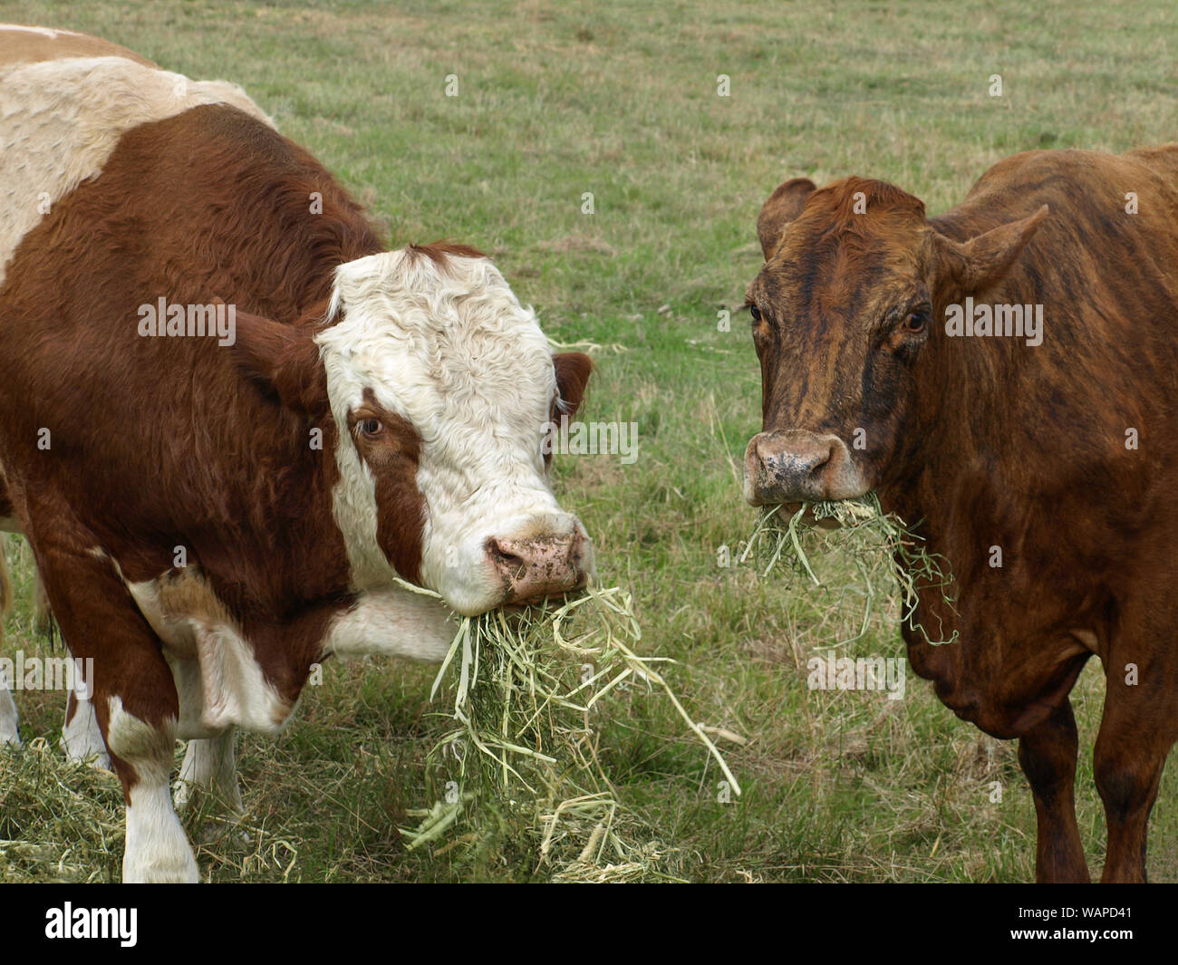 Rinder, Hereford Bull und braune Kuh Heu Essen Stockfotografie - Alamy