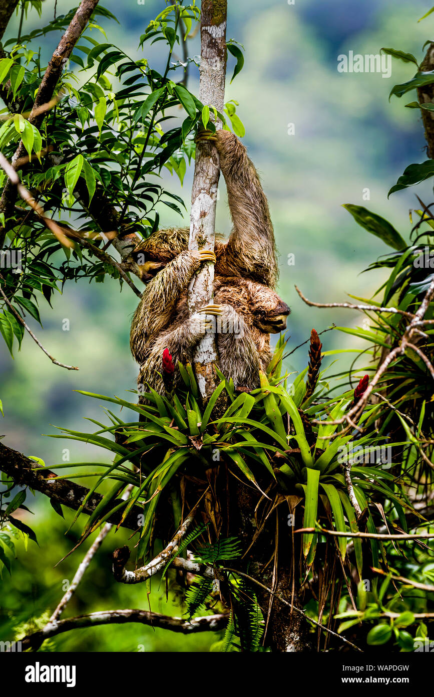 Drei toed faultier im baum -Fotos und -Bildmaterial in hoher Auflösung ...