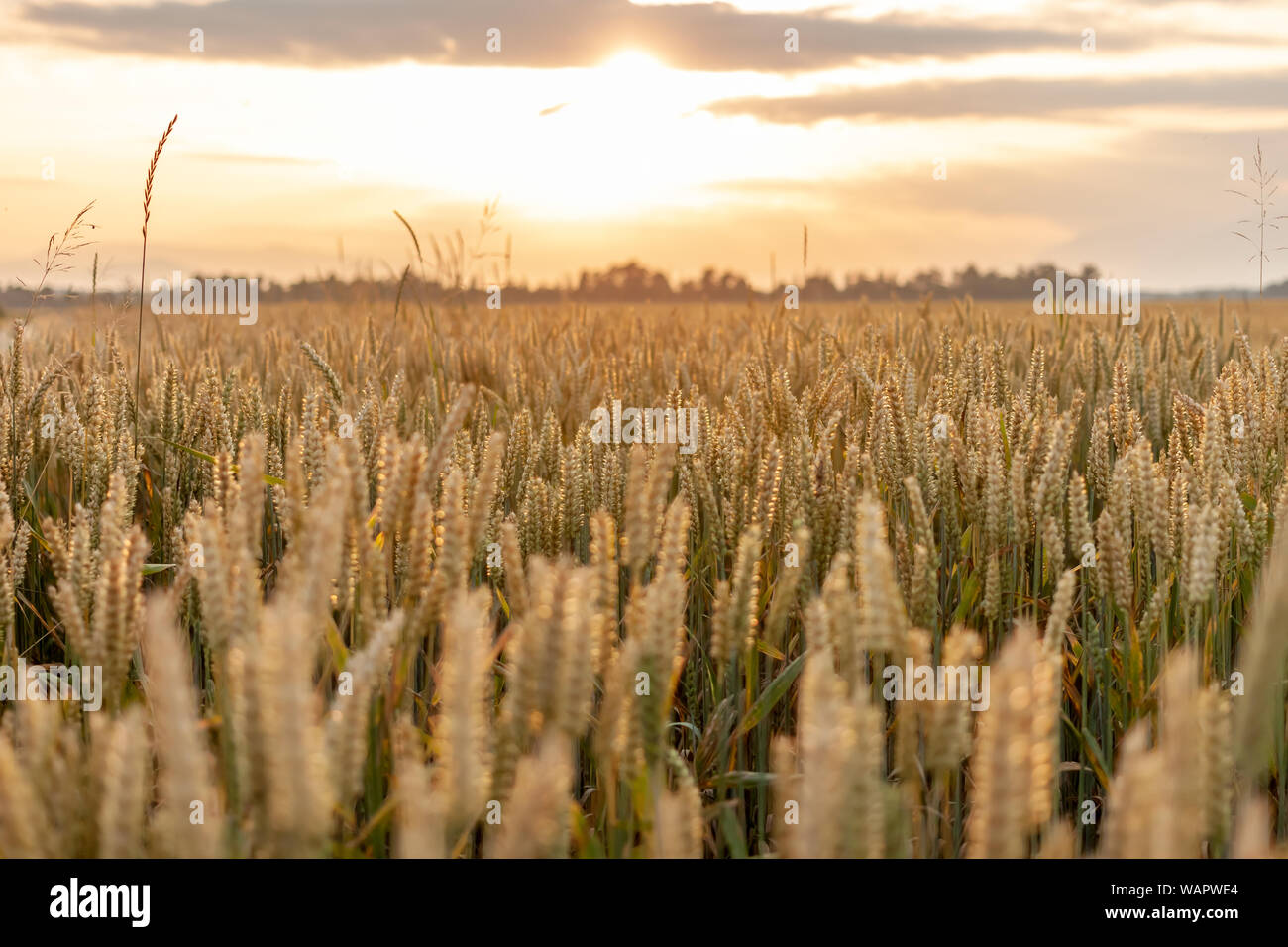 Reich und schön -Fotos und -Bildmaterial in hoher Auflösung – Alamy