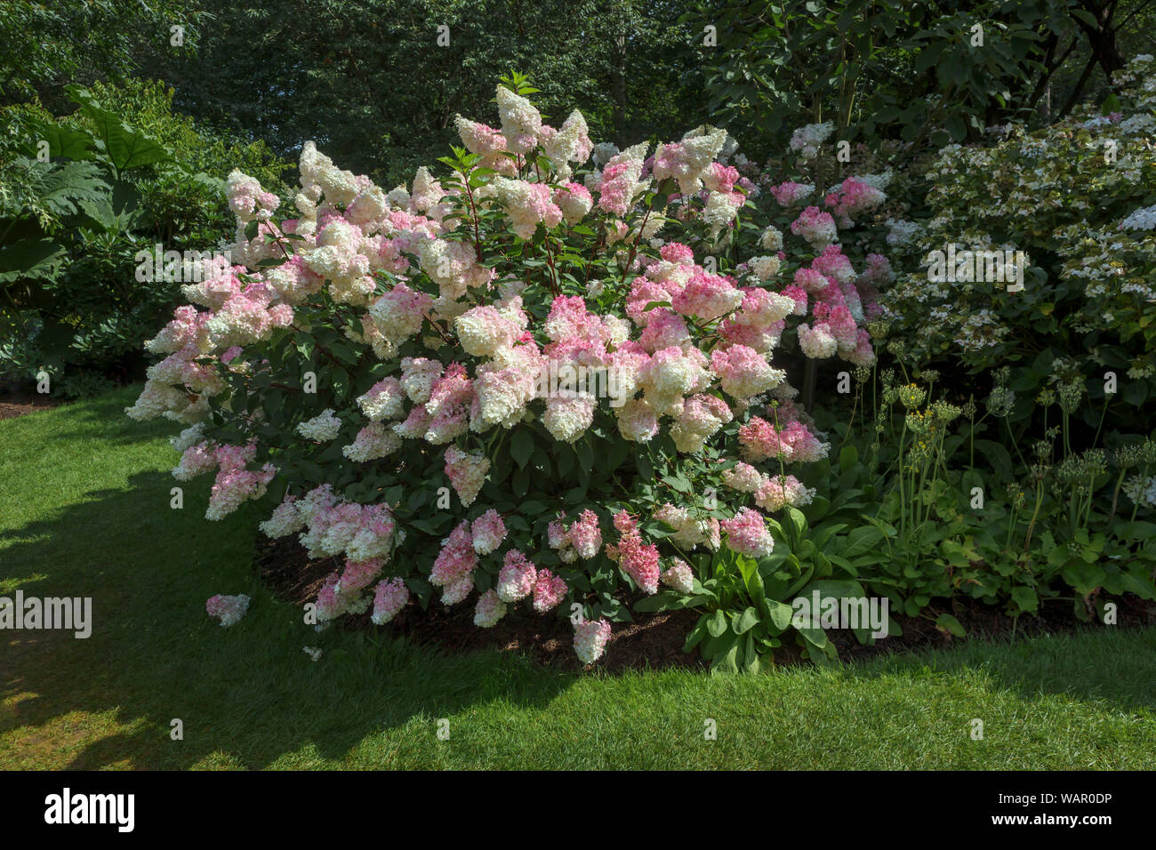 Cremig weiß bis rosa Blüten von Hydrangea paniculata (panicled ...