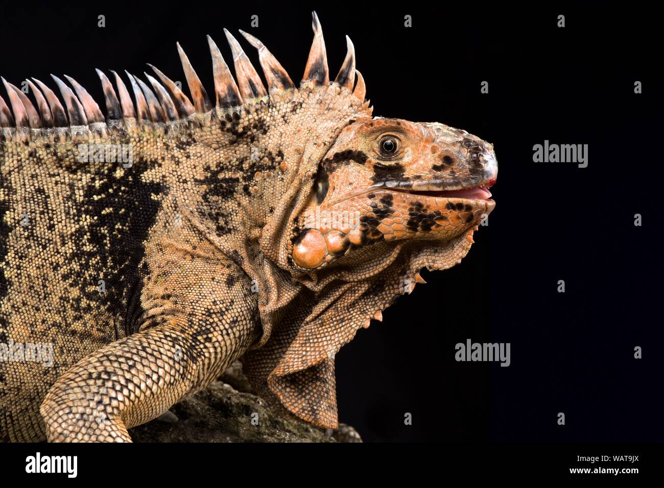 Rosa leguan -Fotos und -Bildmaterial in hoher Auflösung – Alamy
