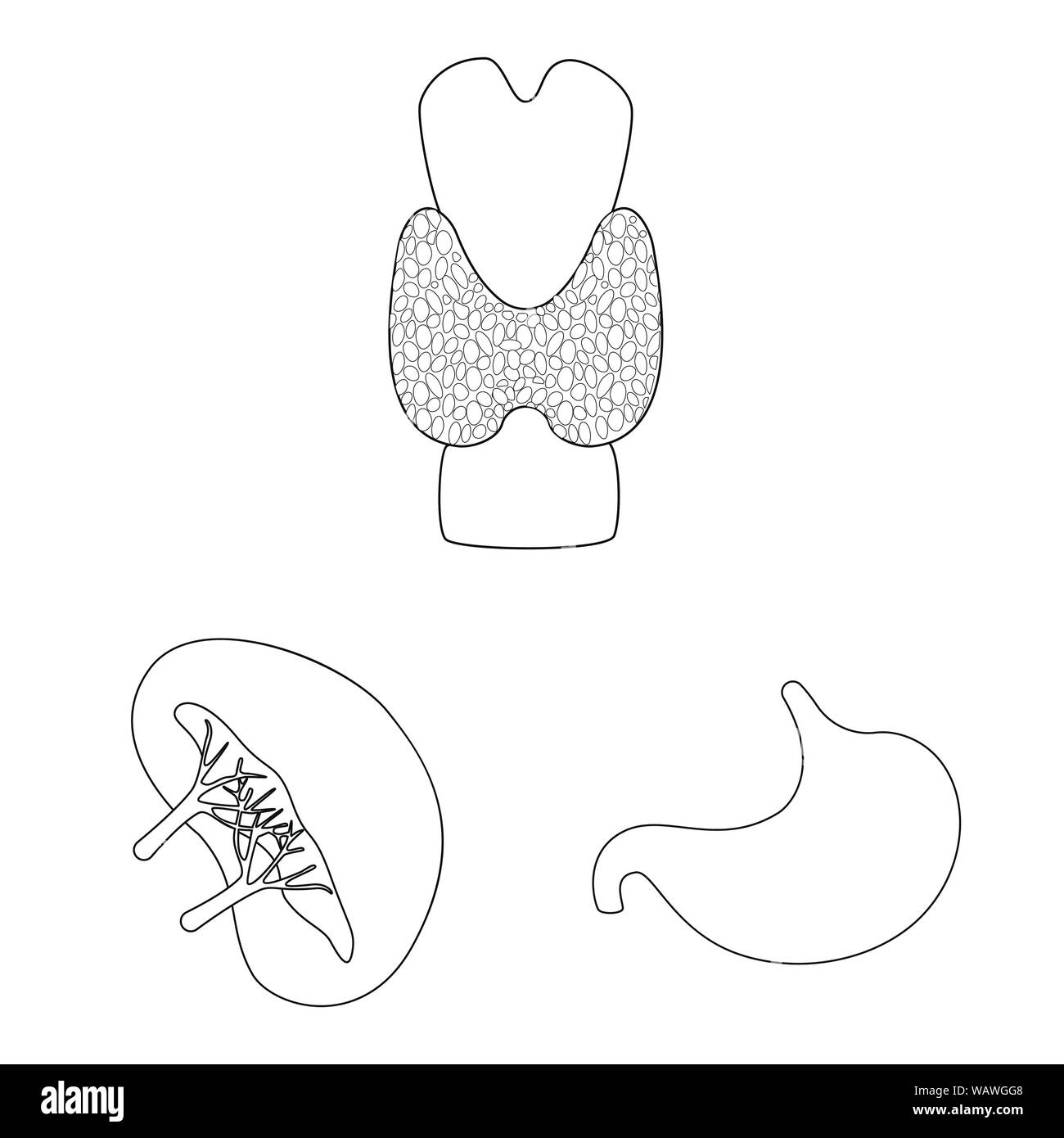 Vektor Design der Anatomie und Orgel Logo. Satz von Anatomie und ...