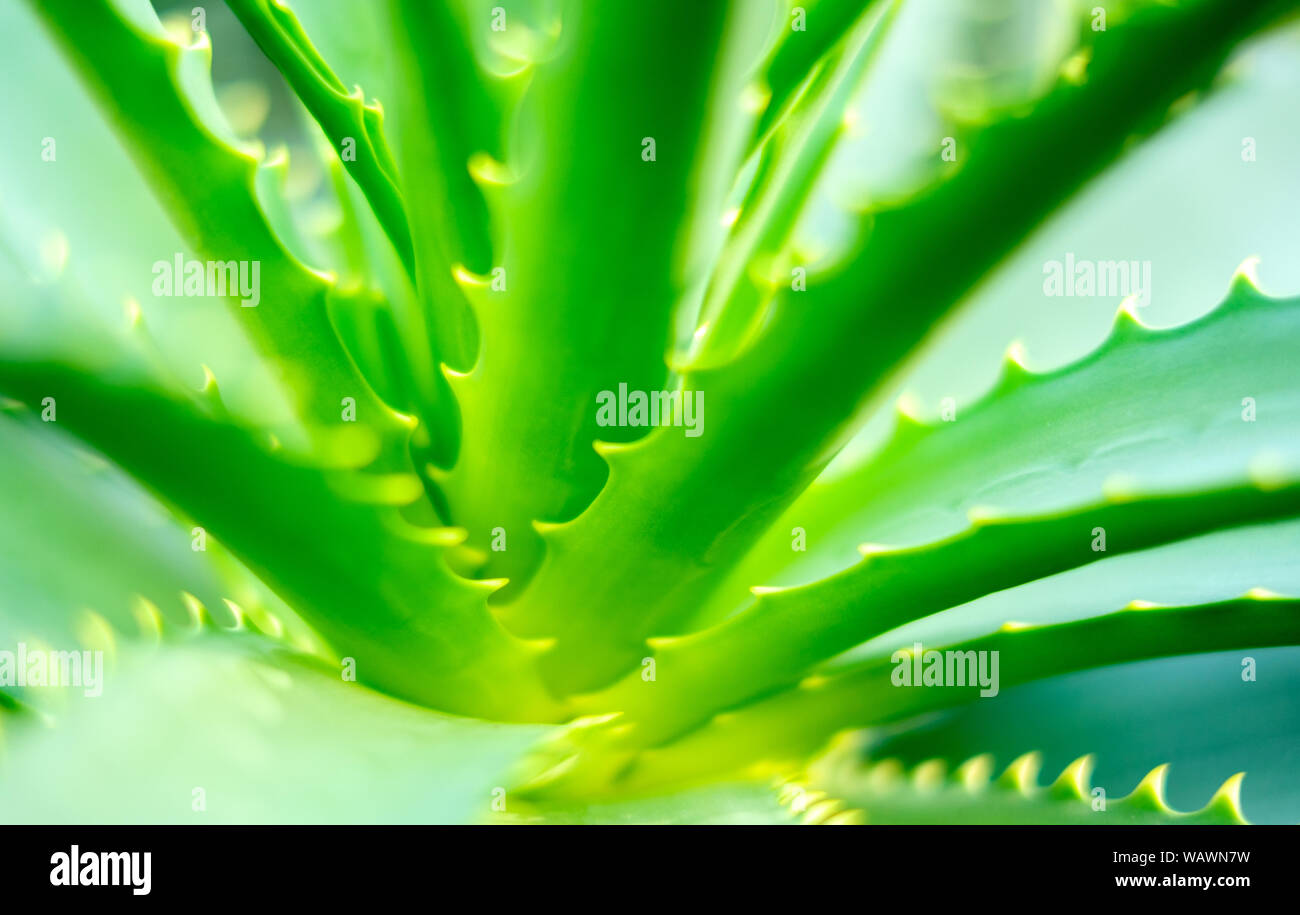 Aloe Vera Blatter
