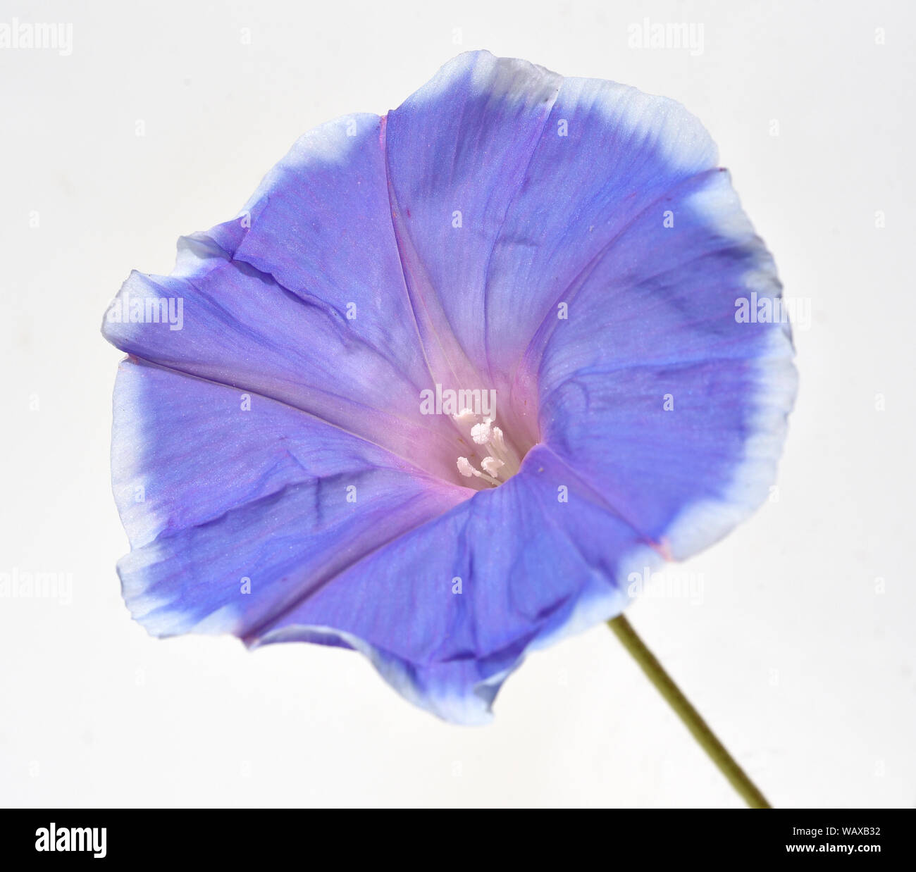 Trichterwinde, Dreifarbige, Prunkwinde Ipomoea purpurea, ist eine ...