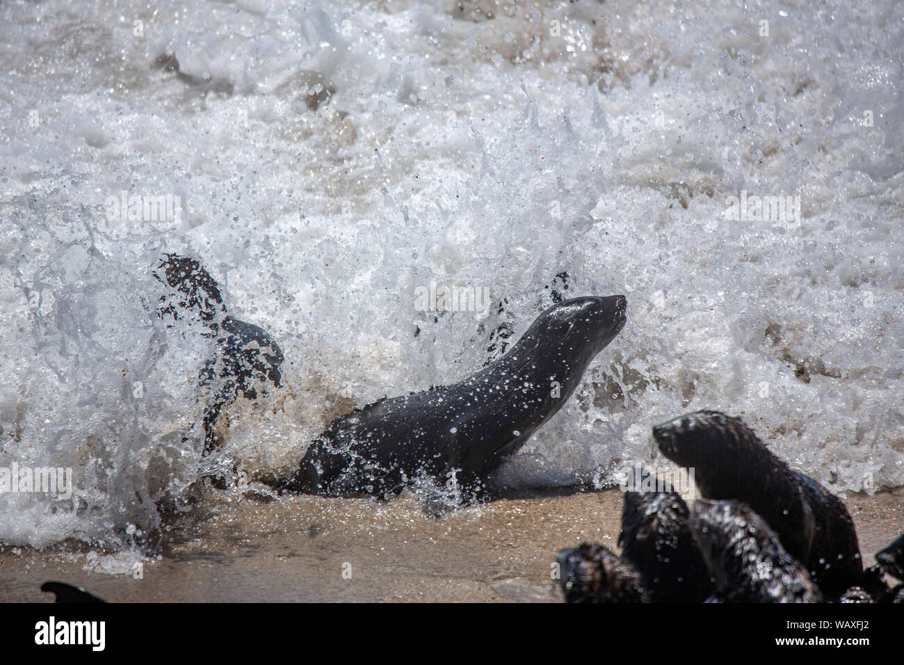 Pinniped pinnipedia -Fotos und -Bildmaterial in hoher Auflösung – Alamy