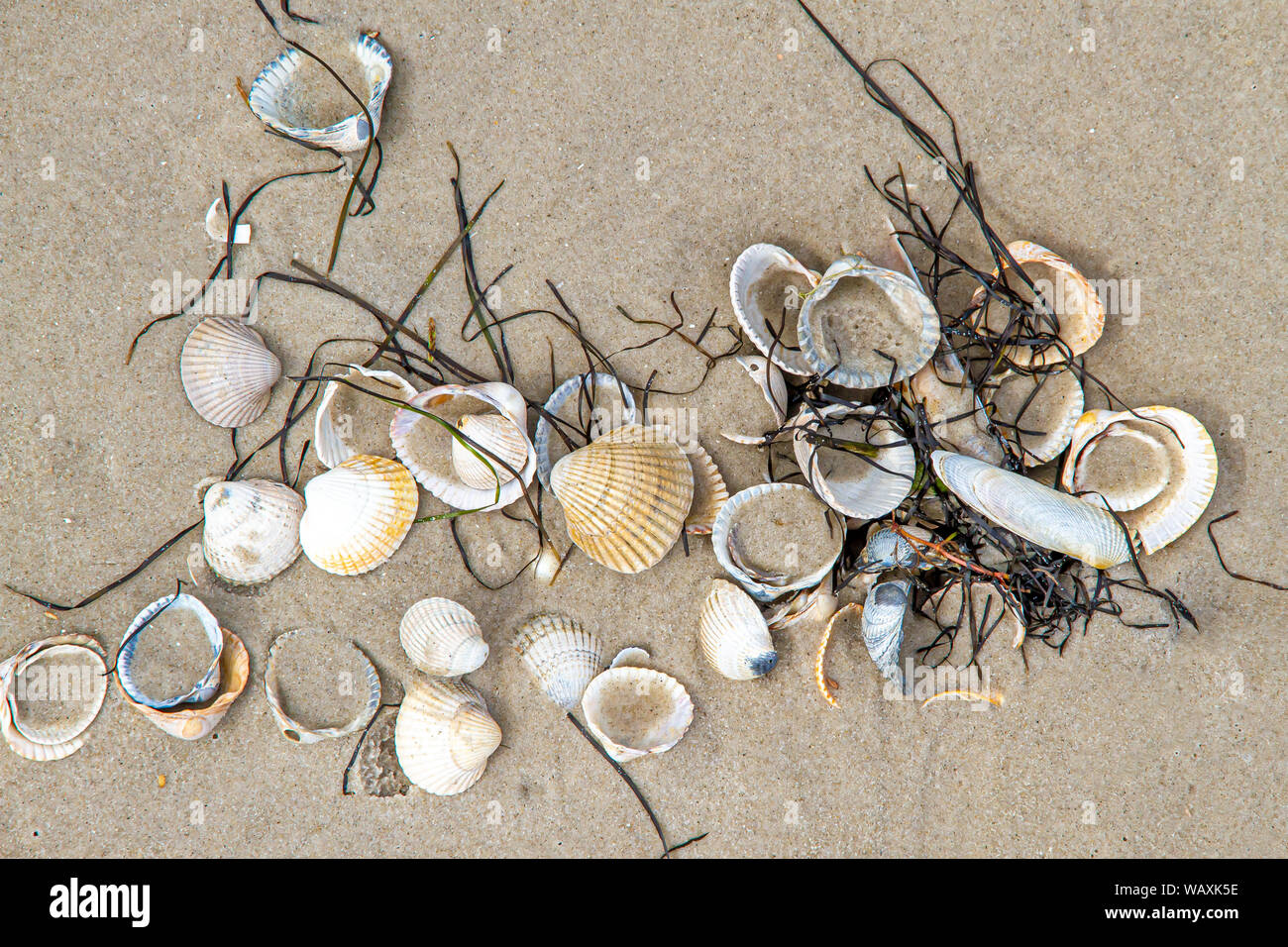 Muscheln sammeln -Fotos und -Bildmaterial in hoher Auflösung – Alamy