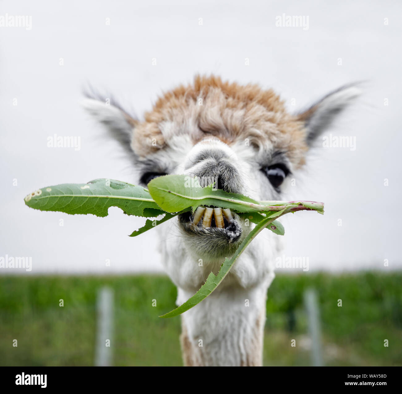 Alpaca eating grass -Fotos und -Bildmaterial in hoher Auflösung – Alamy