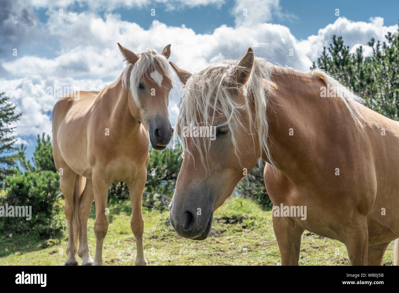 Haflinger weide -Fotos und -Bildmaterial in hoher Auflösung – Alamy