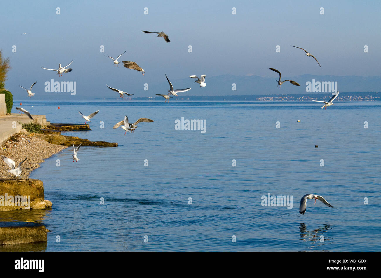 Möwen und enten am strand -Fotos und -Bildmaterial in hoher Auflösung ...