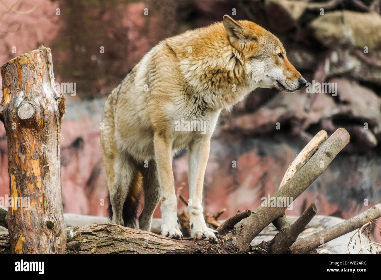 Grey wolves right -Fotos und -Bildmaterial in hoher Auflösung – Alamy