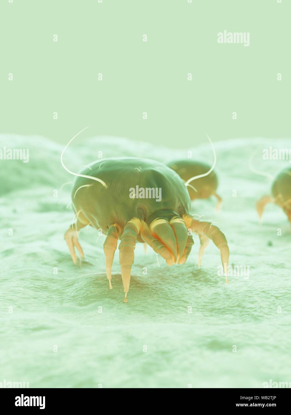 Mite Sem Stockfotos und -bilder Kaufen - Alamy