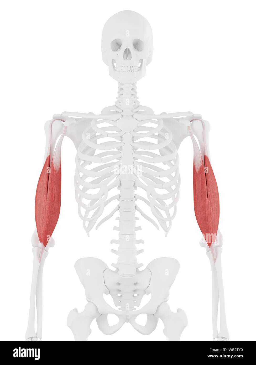 Musculus bizeps brachii -Fotos und -Bildmaterial in hoher Auflösung – Alamy