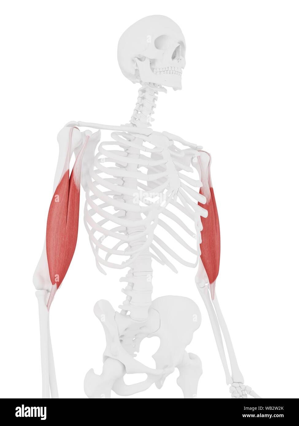 Musculus bizeps brachii -Fotos und -Bildmaterial in hoher Auflösung – Alamy