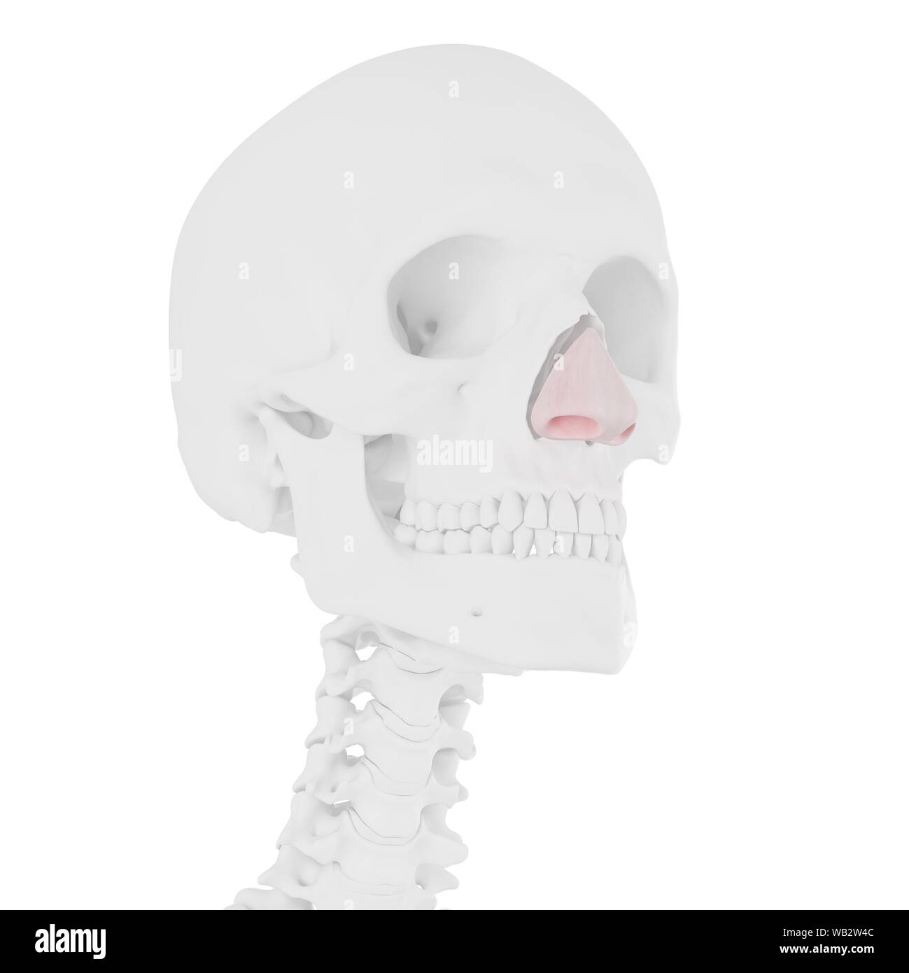 Nasal bones -Fotos und -Bildmaterial in hoher Auflösung – Alamy