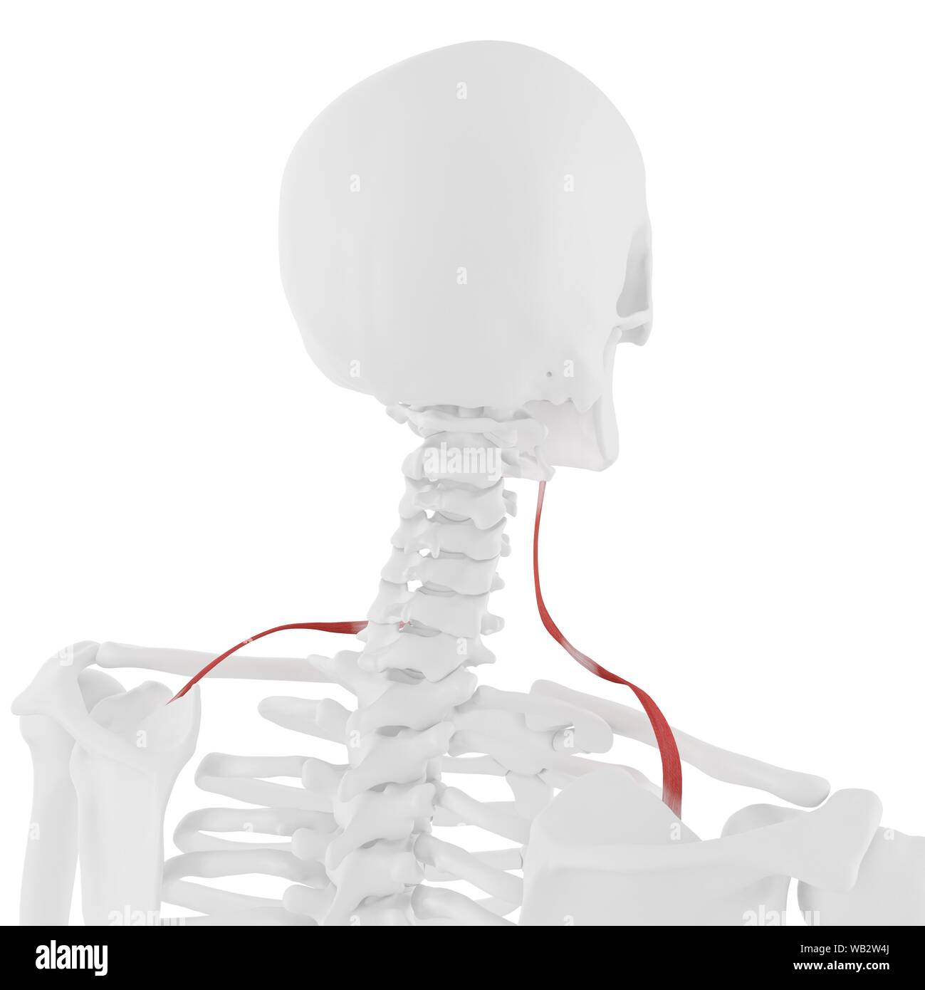 Musculus omohyoideus -Fotos und -Bildmaterial in hoher Auflösung – Alamy