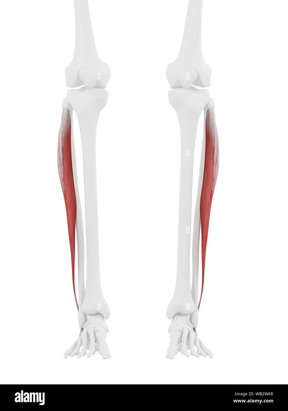 Peroneus longus muskel Ausgeschnittene Stockfotos und -bilder - Alamy