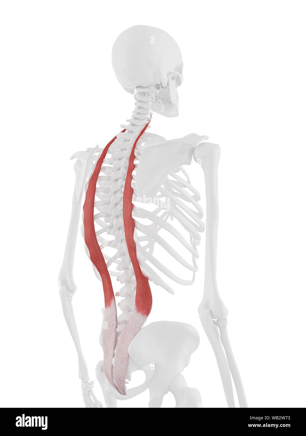 Musculus iliocostalis -Fotos und -Bildmaterial in hoher Auflösung – Alamy