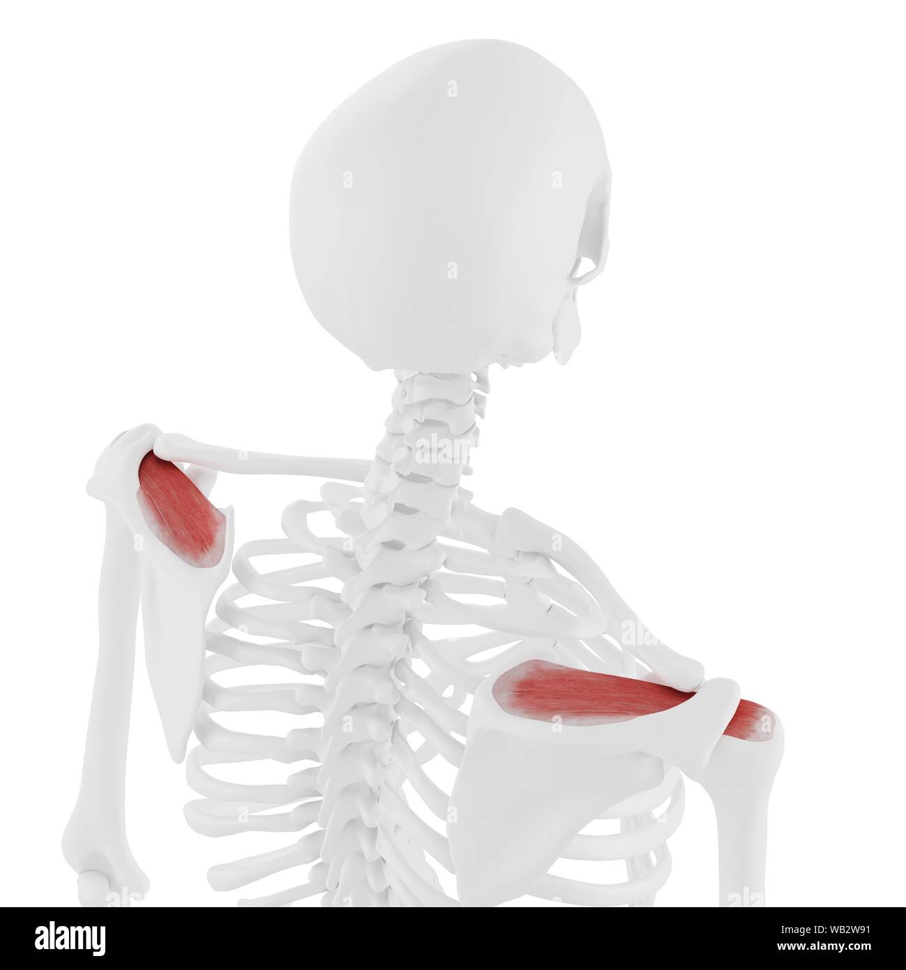 M supraspinatus -Fotos und -Bildmaterial in hoher Auflösung – Alamy