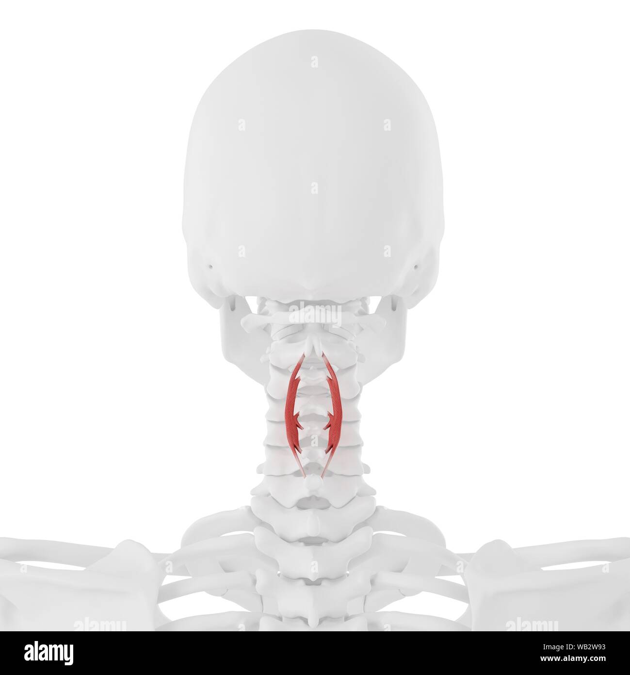 Musculus spinalis cervicis -Fotos und -Bildmaterial in hoher Auflösung ...