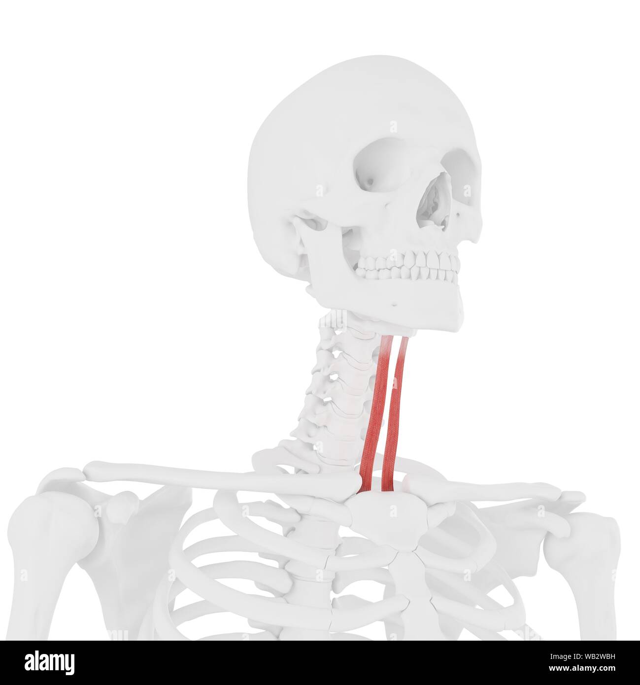 Musculus sternohyoideus -Fotos und -Bildmaterial in hoher Auflösung – Alamy