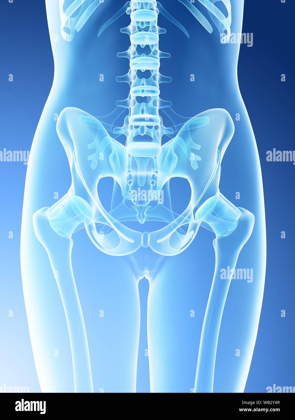 Ultraschall Der Weiblichen Beckenanatomie