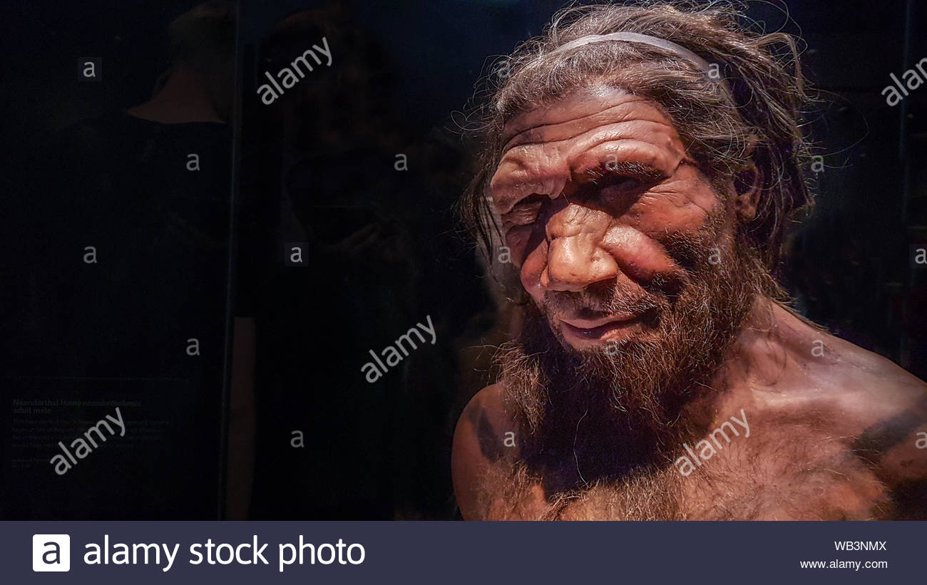 Neandertaler Porträt Stockfotos und -bilder Kaufen - Alamy