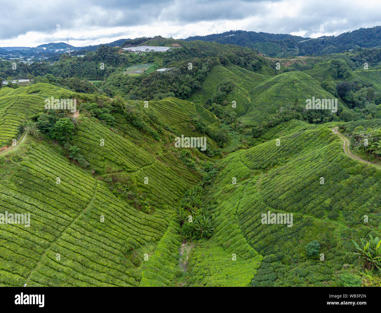 Tee Plantage Luftbild mit Reihen von Camellia sinensis, die Berge in ...