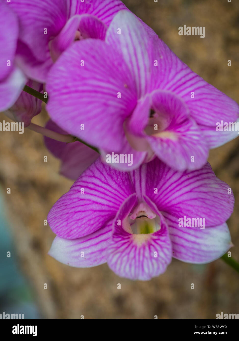 Orchidee cattleya lila violette farbe -Fotos und -Bildmaterial in hoher ...