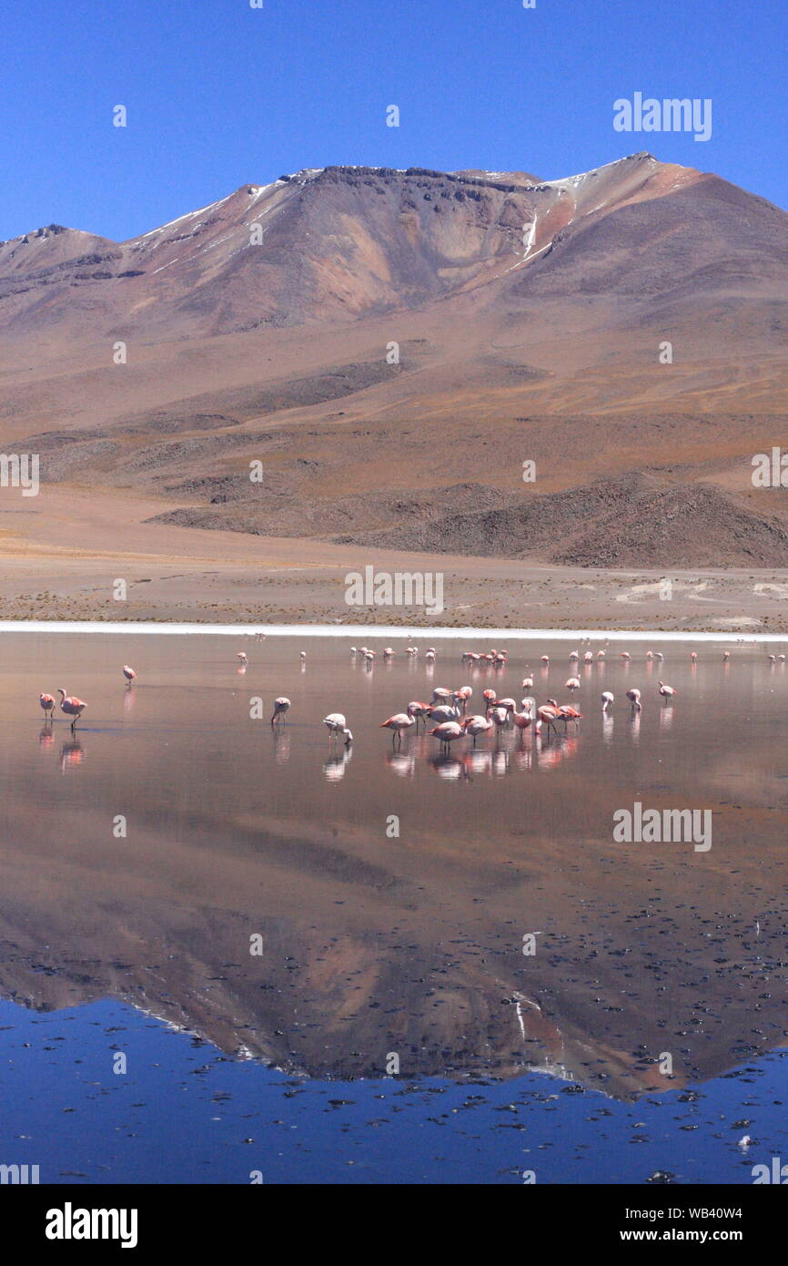 Andenflamingo und bergreflexion -Fotos und -Bildmaterial in hoher ...