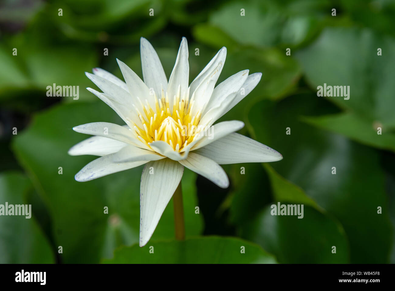 Blume im wasser -Fotos und -Bildmaterial in hoher Auflösung – Alamy