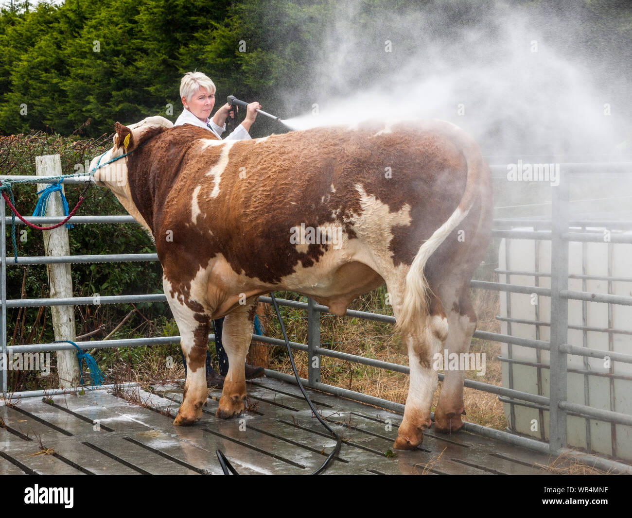 Landwirtschaftsausstellung in ballygarvan -Fotos und -Bildmaterial in ...