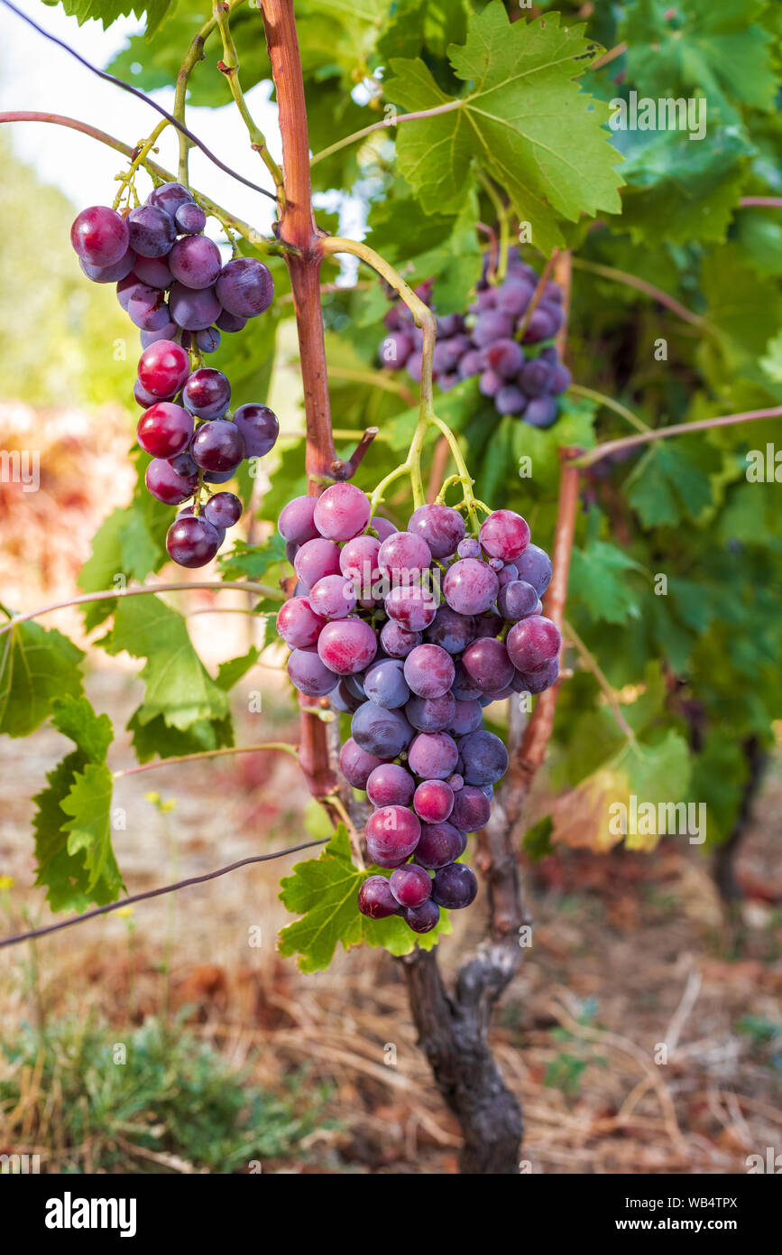 Bei Einem Weinstock Stockfotos und -bilder Kaufen - Alamy