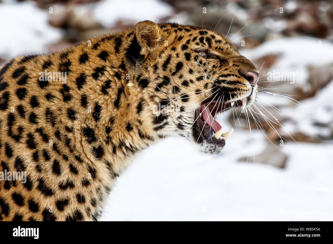 Die Amur Leopard ist ein Leopard Unterarten von SE NE Russland und ...