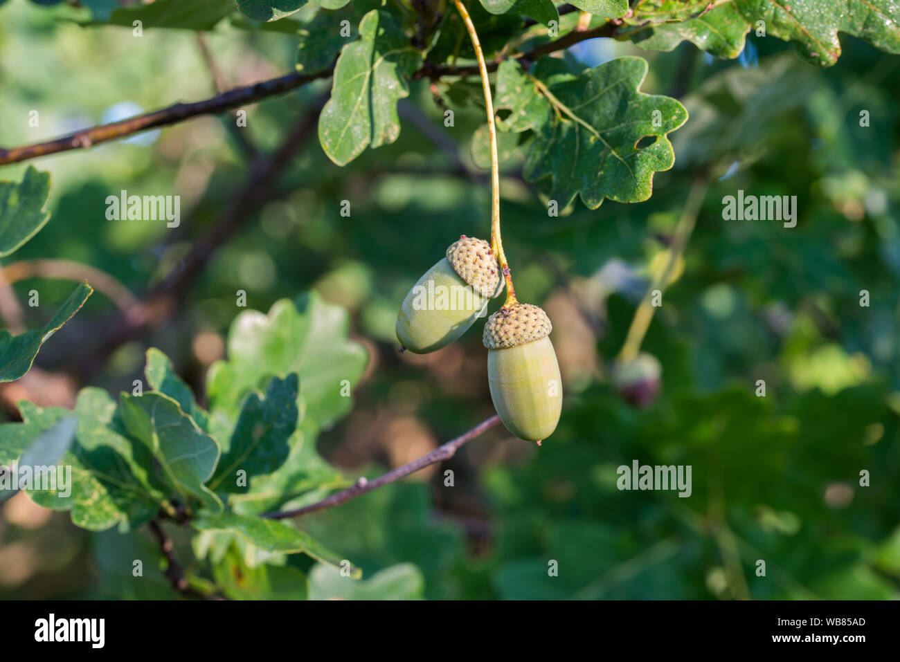 Eicheln herbst -Fotos und -Bildmaterial in hoher Auflösung – Alamy