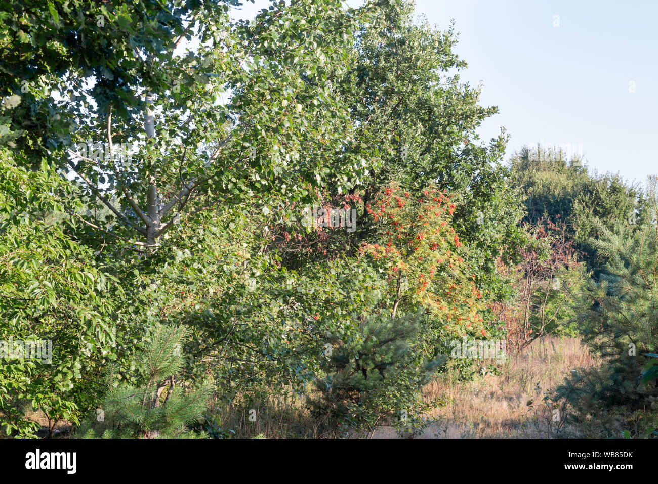 Sommerliche waldlandschaft -Fotos und -Bildmaterial in hoher Auflösung ...