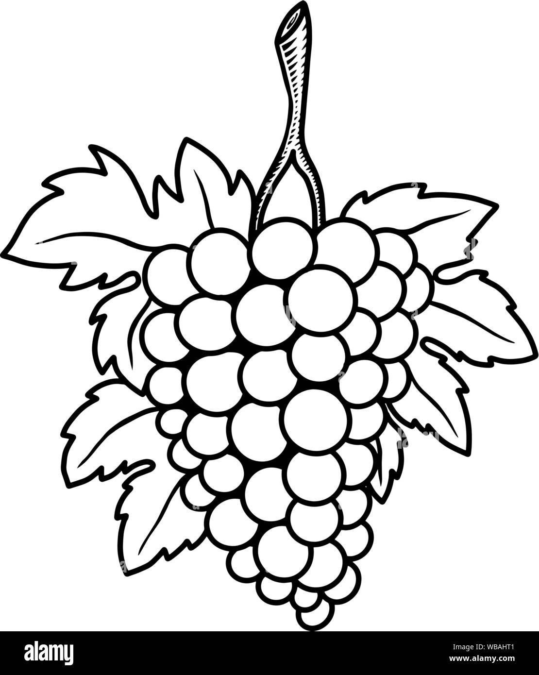 Traube auf weißem Hintergrund. Design Element für Poster, Logo ...