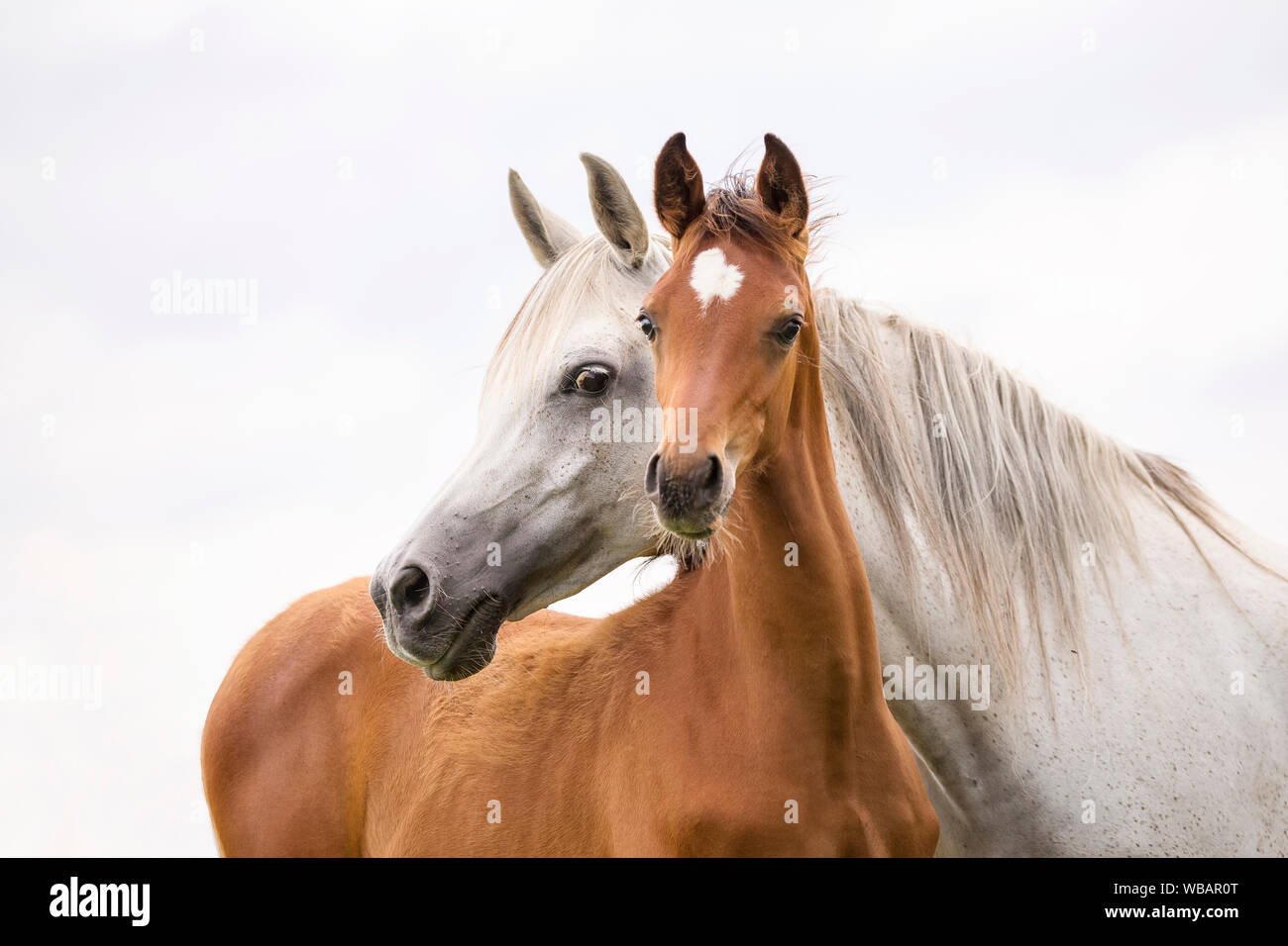 Arabian horse portrait bay mare -Fotos und -Bildmaterial in hoher ...