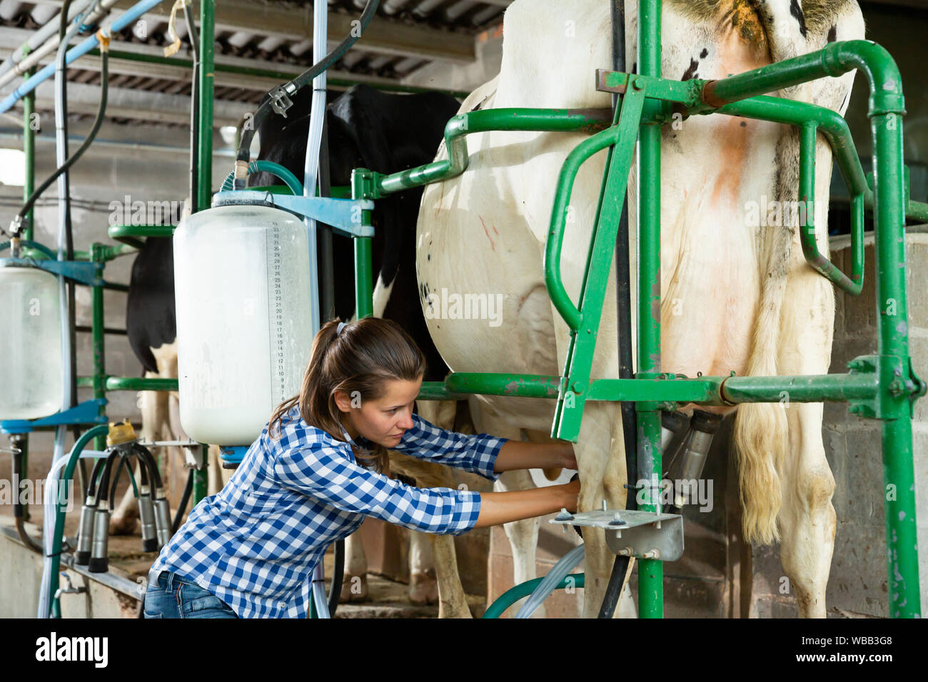 Melkerin im kuhstall -Fotos und -Bildmaterial in hoher Auflösung – Alamy