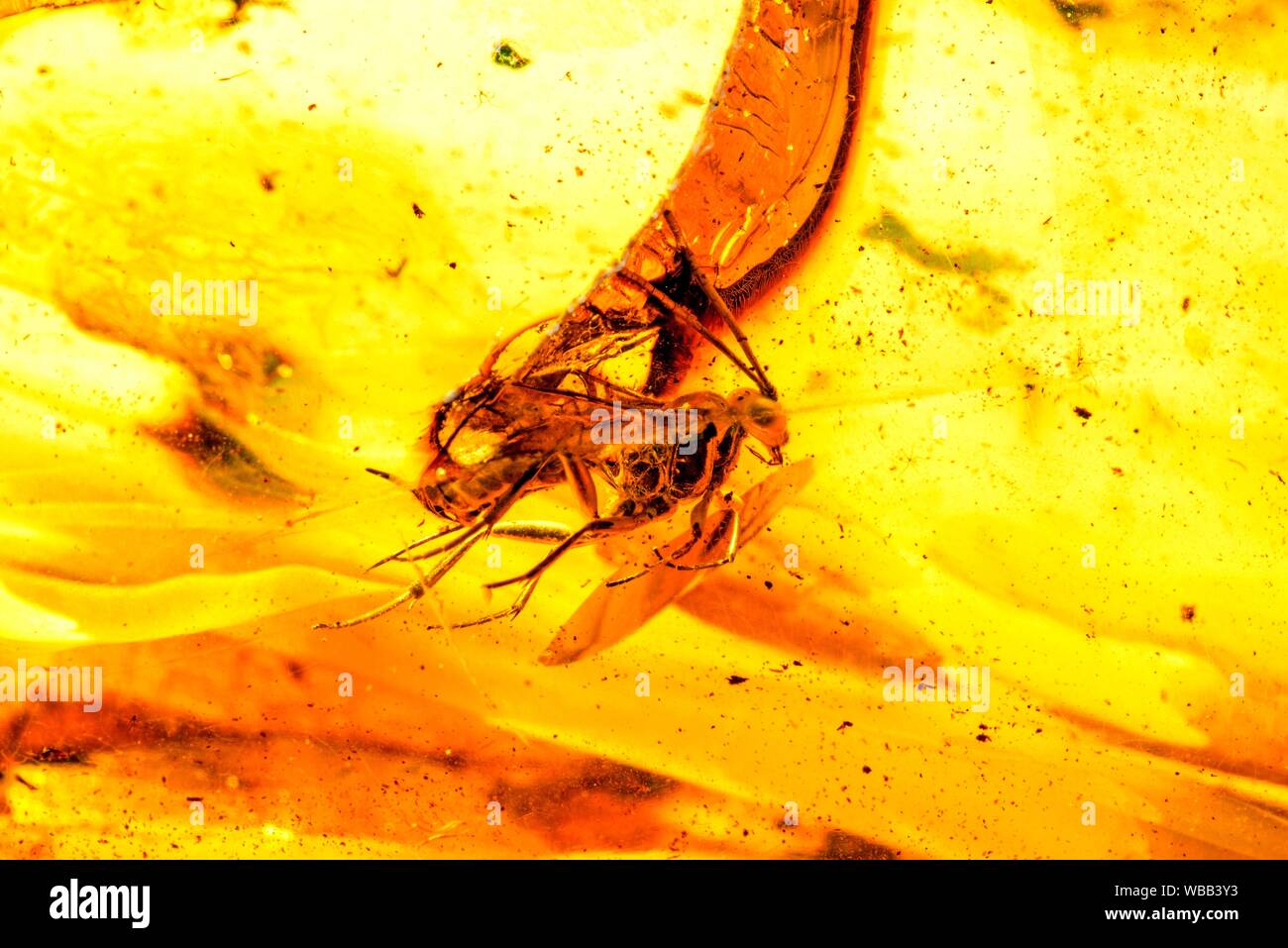 Insekt in bernstein -Fotos und -Bildmaterial in hoher Auflösung – Alamy