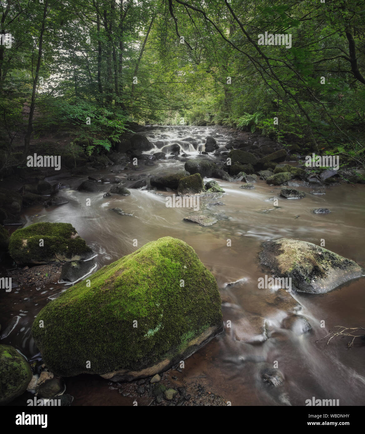 Wald fluss mit steine lichtung -Fotos und -Bildmaterial in hoher ...