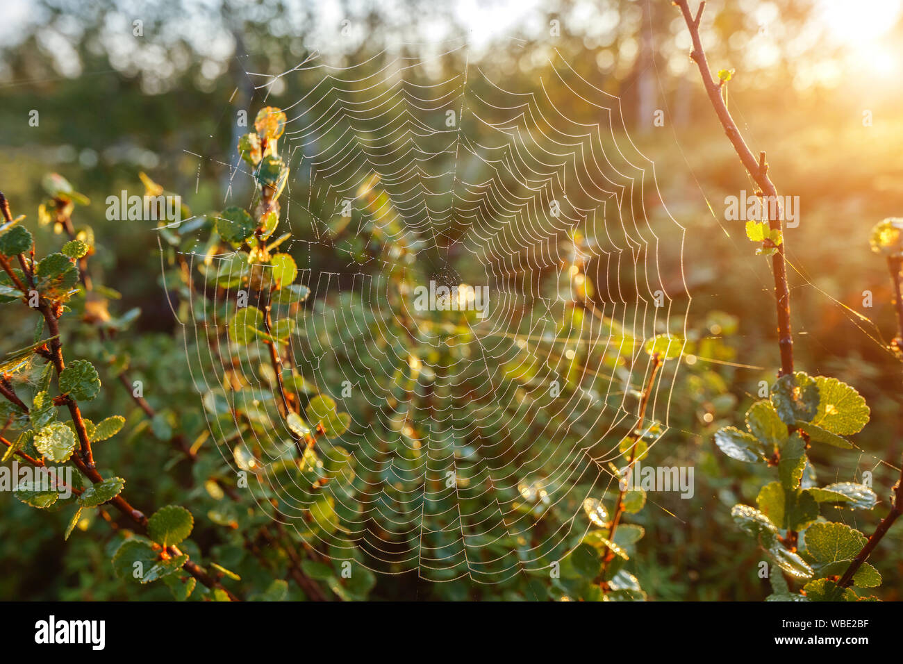 Netz spinnennetz -Fotos und -Bildmaterial in hoher Auflösung – Alamy