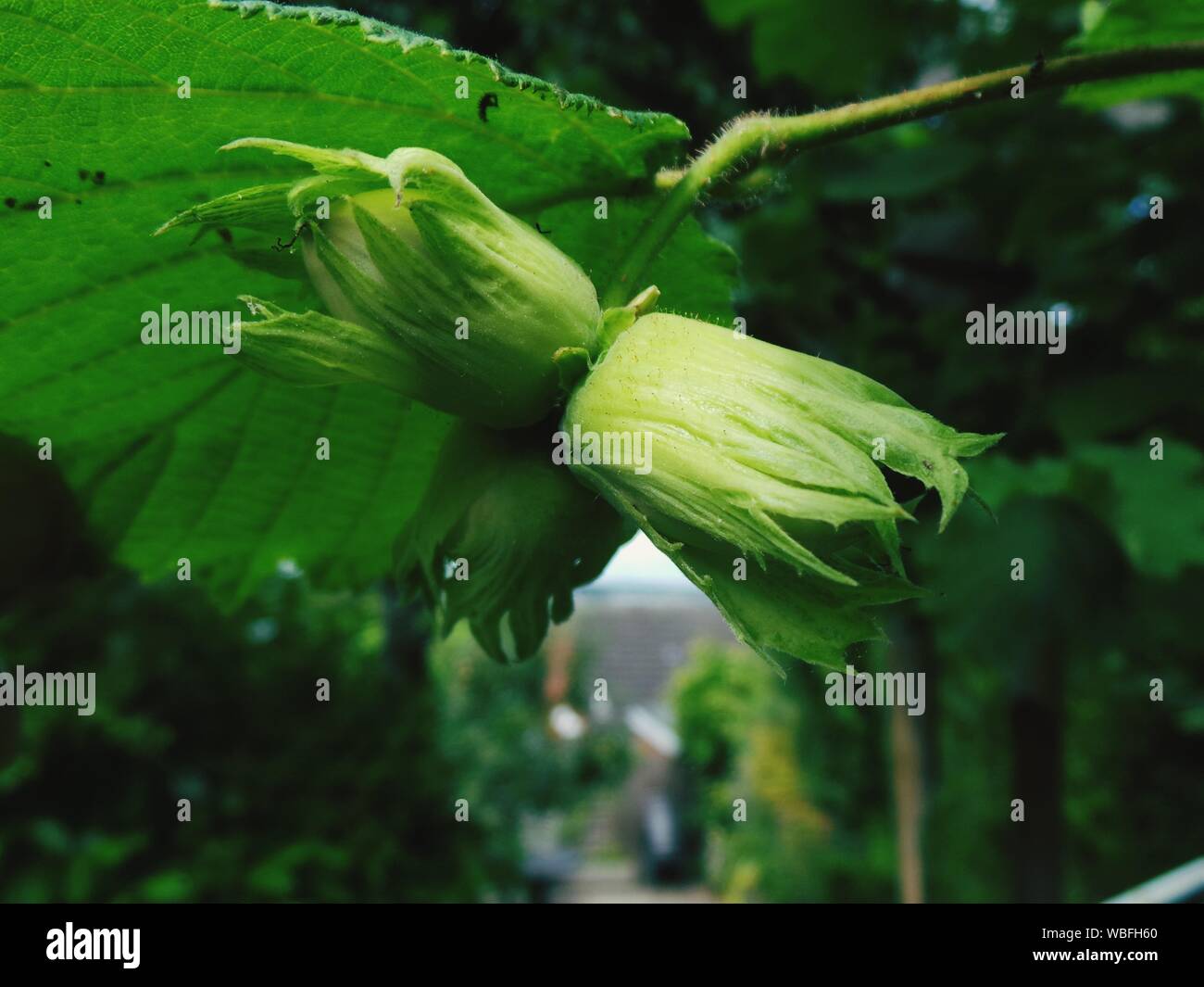 Hazel tree -Fotos und -Bildmaterial in hoher Auflösung – Alamy
