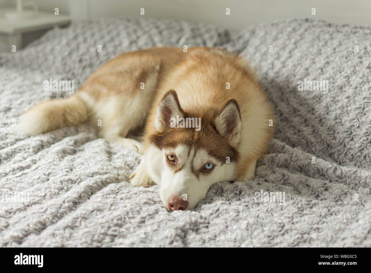 Brown husky -Fotos und -Bildmaterial in hoher Auflösung – Alamy
